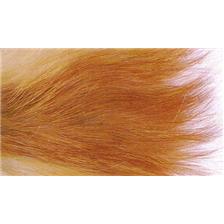 Russet-red fox hairs jmc